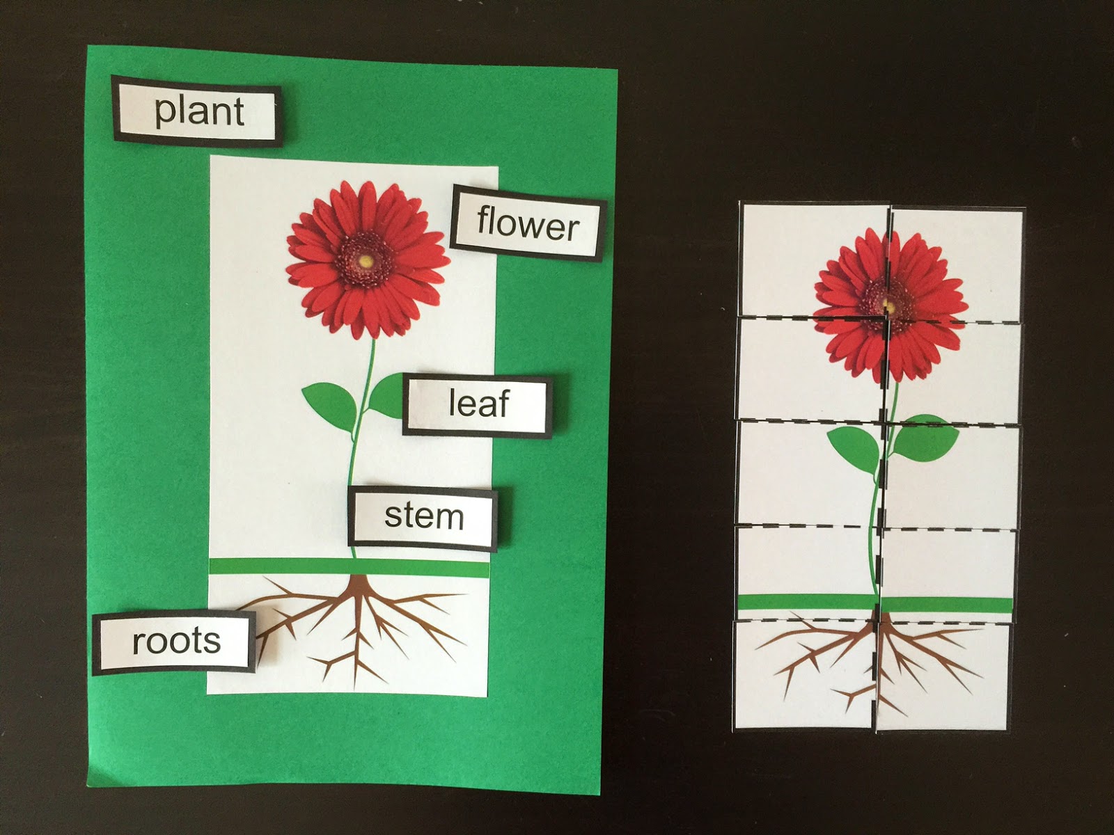 Parts Of A Plant Puzzle at Holly Standley blog