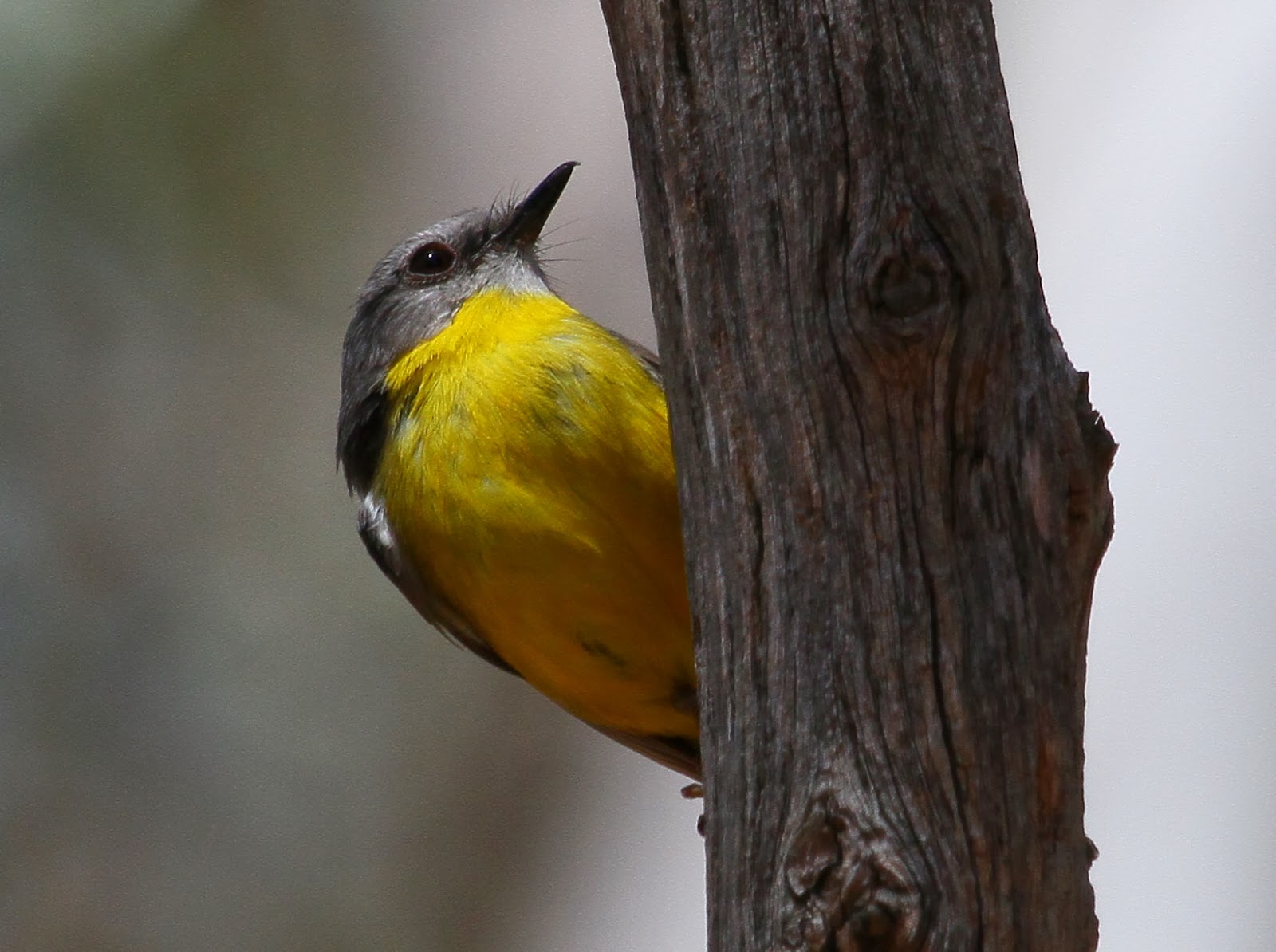 Richard Waring's Birds of Australia: Chiltern Bird Photos
