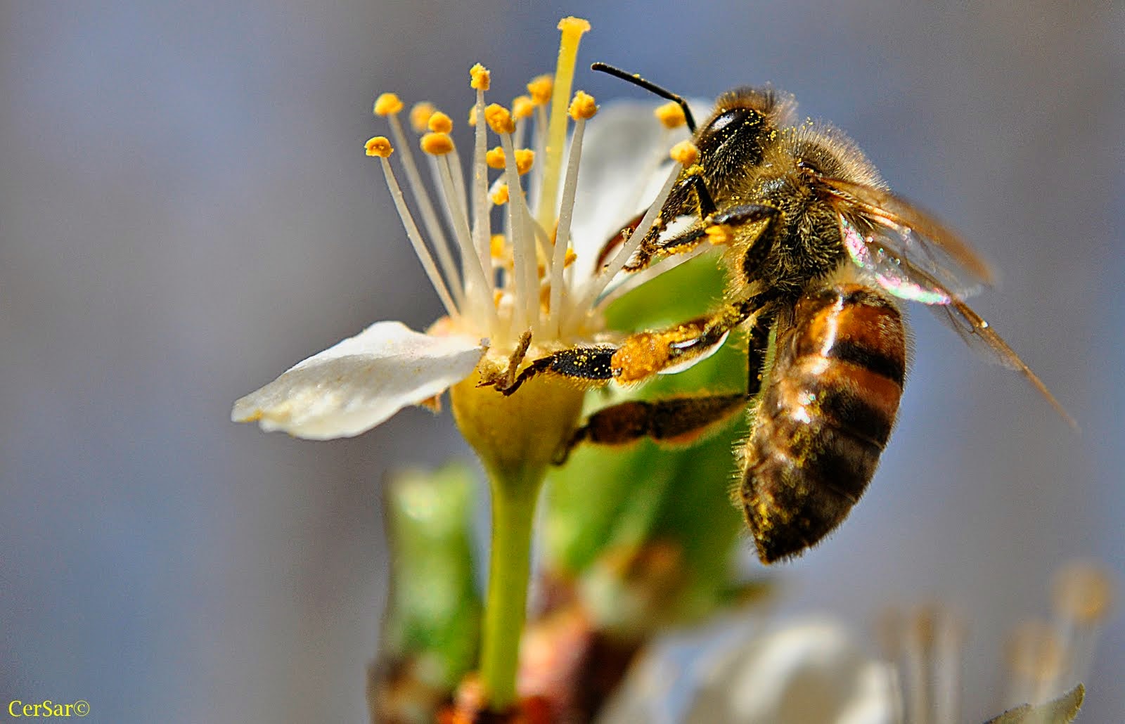 SOM LA CLASSE DE LES ABELLES: EL NOM PER A LA NOSTRA CLASSE