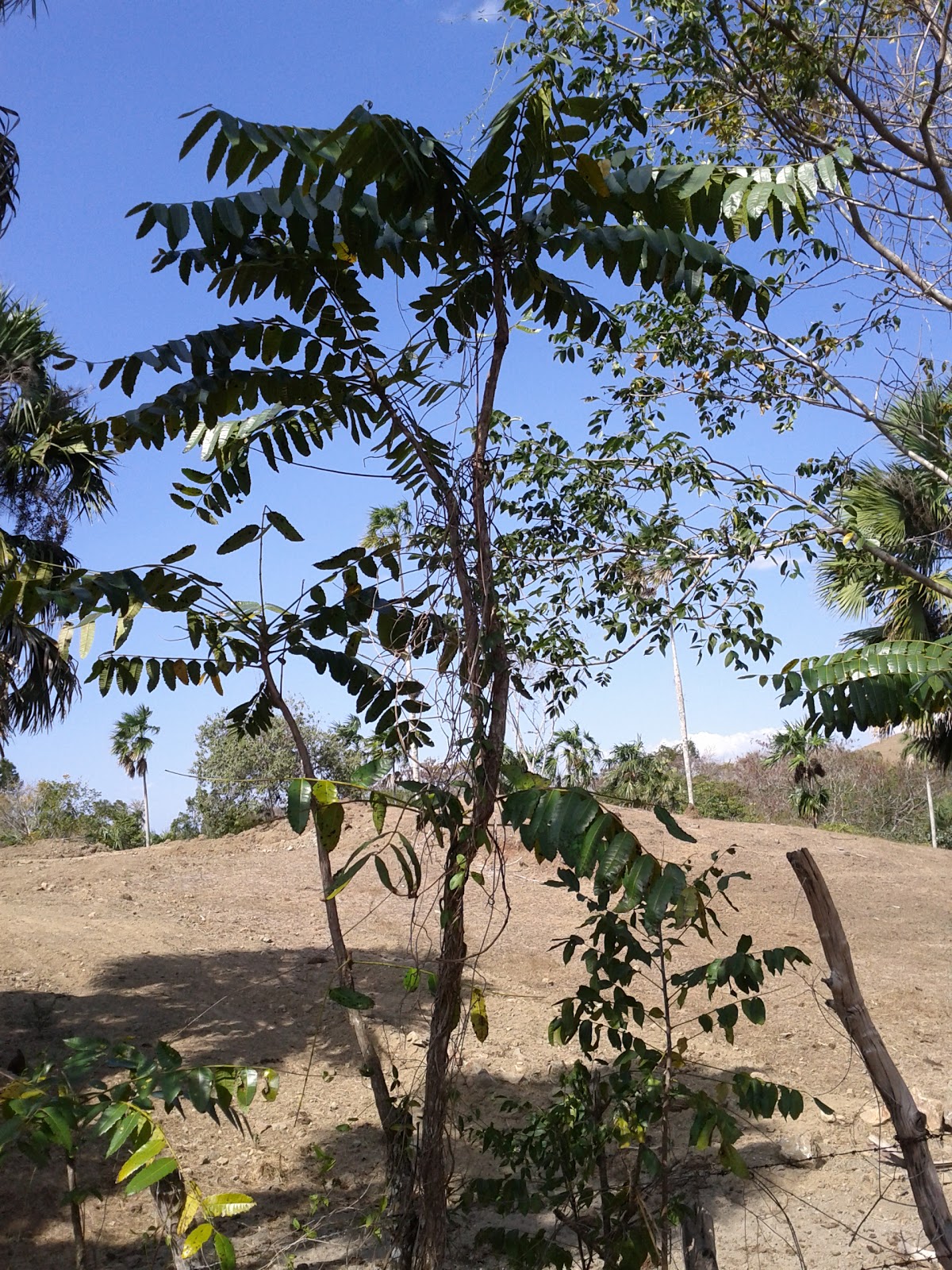 Espejismo de Luna Llena: El árbol de Guao.