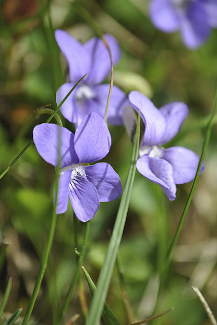 Nicolette's Notebook: Sweet Violets...