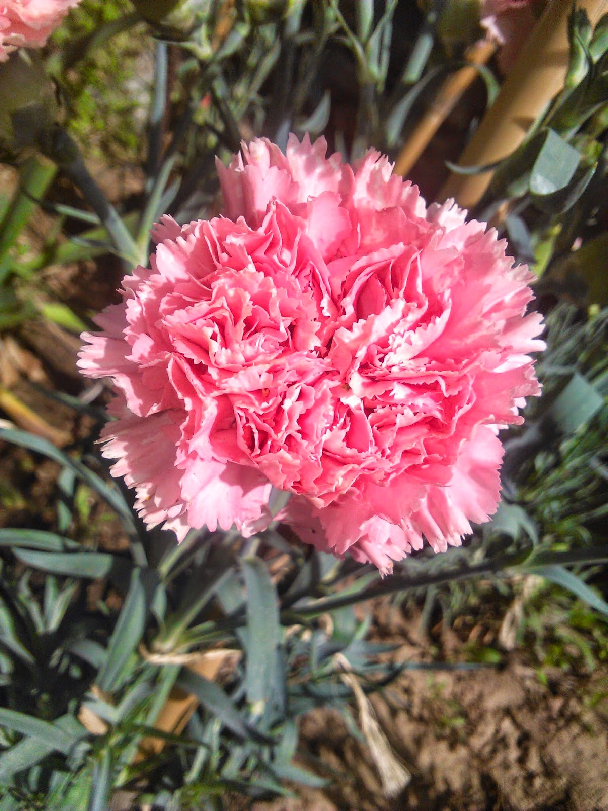 majaillaflor: claveles rosas