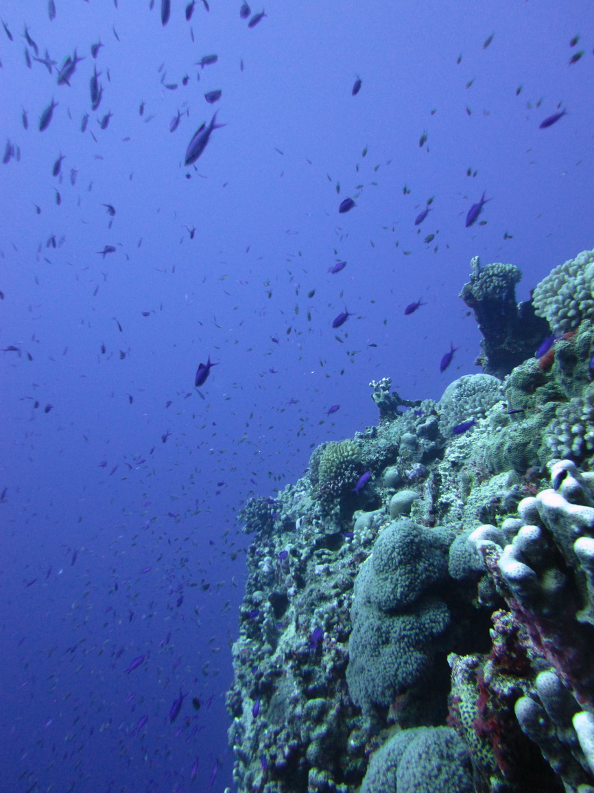 NOAA Coral Reef Ecosystem Division – Mission Blog: The Makings of a ...