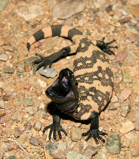 Facts About Gila Monster
