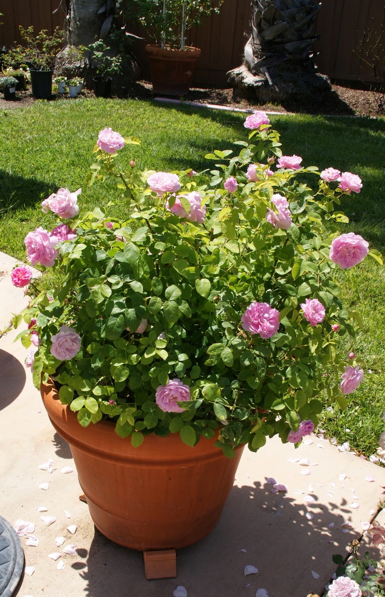 Organic Garden Dreams: June Roses