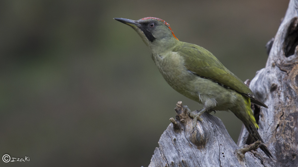 Nosoloaves - Aves del mundo (Birds of the world): Sin lugar a dudas ...