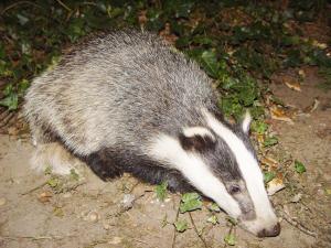 Един Ловец: Язовец