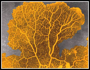 Terra Forming Terra: Slime Mold Evolution