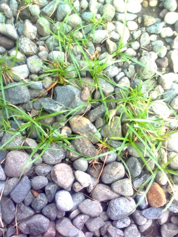 D14N - DNR : Rumput Jarum