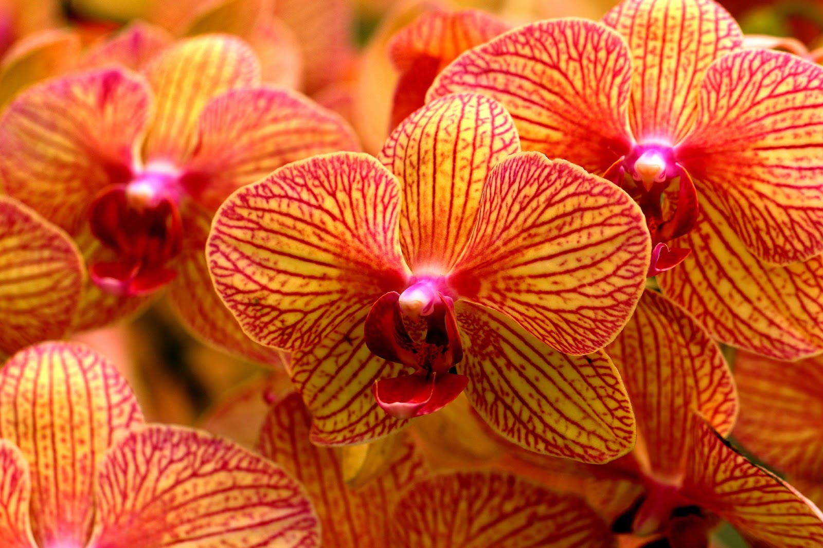 orange orchids