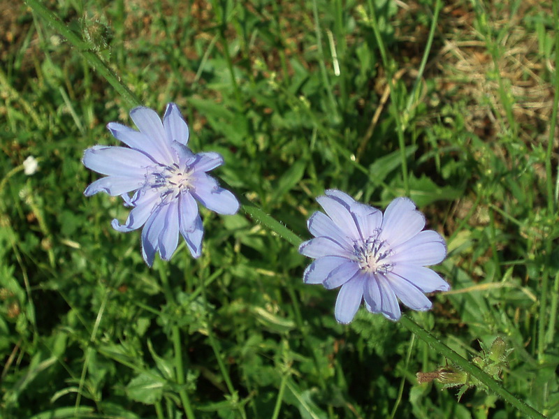 Blogul Simonei: Cicoare