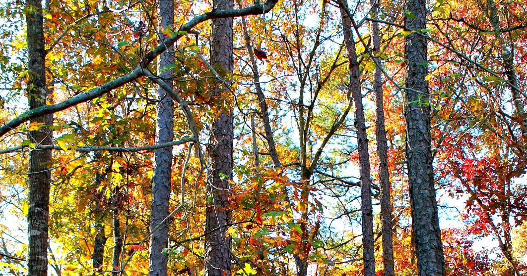 Zensible Mama: PhotoFall Wednesday - A Walk in the Woods