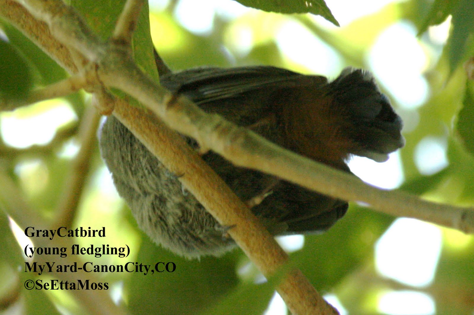 Young Gray Catbird fledgling