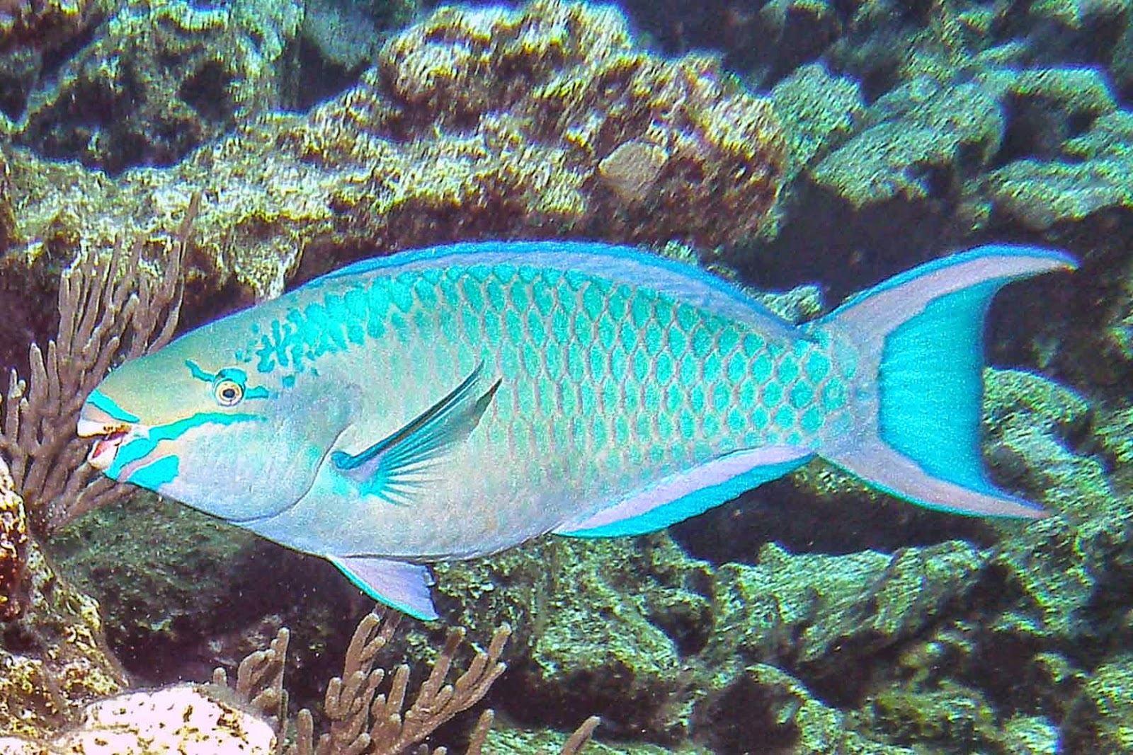 PARROTFISH photos - wallpapers (ανανεωμένο) | the fun bank