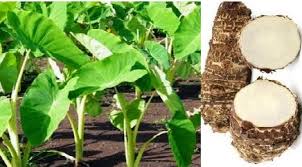 Suara Hati Nurani Anak Bangsa By: Frans Hero Kamsia Purba, B.Sc.Acct ...