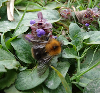 oog voor de natuur: De akkerhommel (Bombus pascuorum) is nog actief ...
