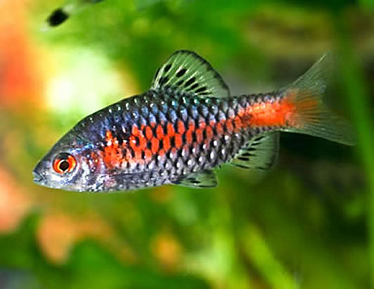 Species New to Science: [Ichthyology • 2008] Odessa barb | Puntius ...