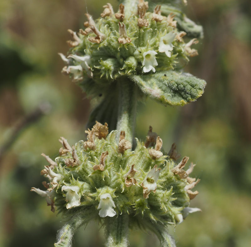 Paseos por la naturaleza: Marrubium vulgare. Marrubio.