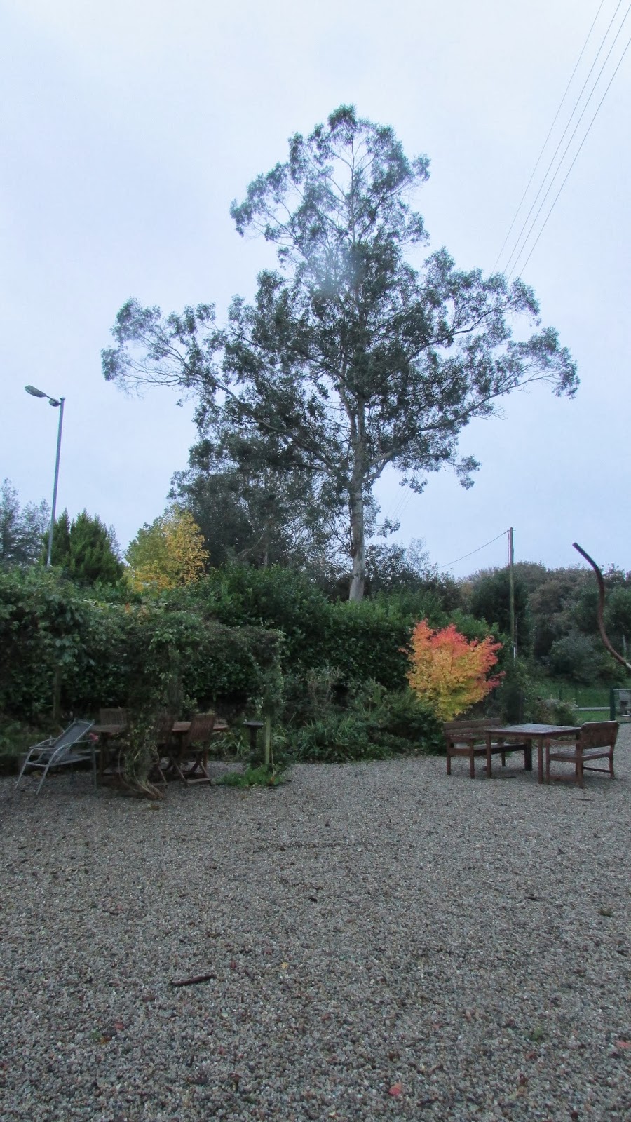 Livingin22: Disappearing trees and preserving again