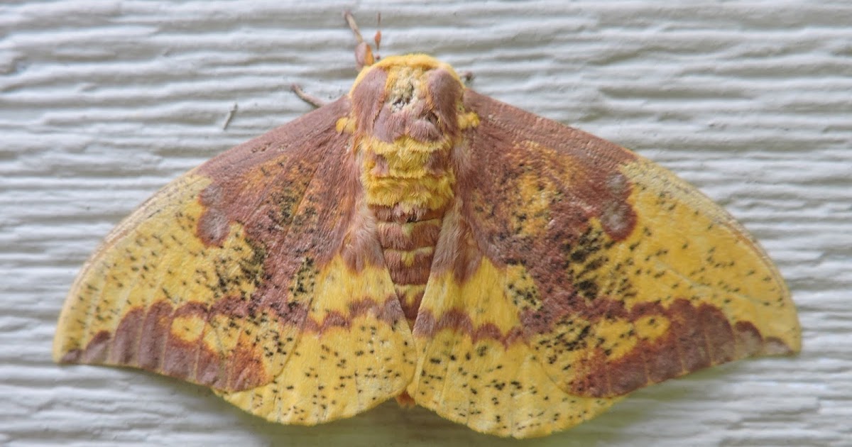 Springfield Plateau: Raising Imperial Moths