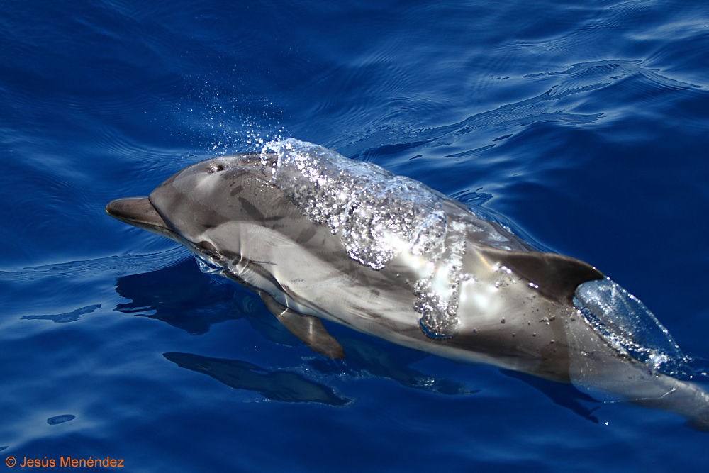 © DEMENCIA ORNITOLOGICA 43º23´N 3º13´W: Delfin listado, Stenella ...