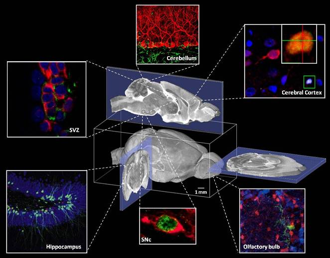 Adult Neurogenesis —It's just nice to know it's there!: Adult Neurogenesis