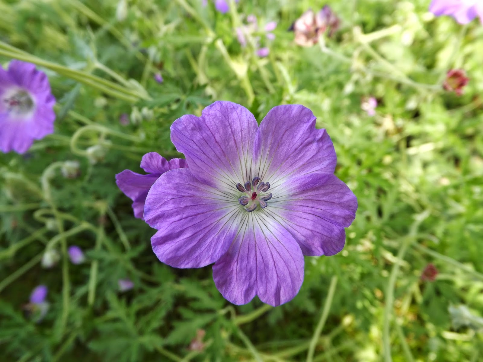 Le Jardin de la Salamandre: Geranium robustum