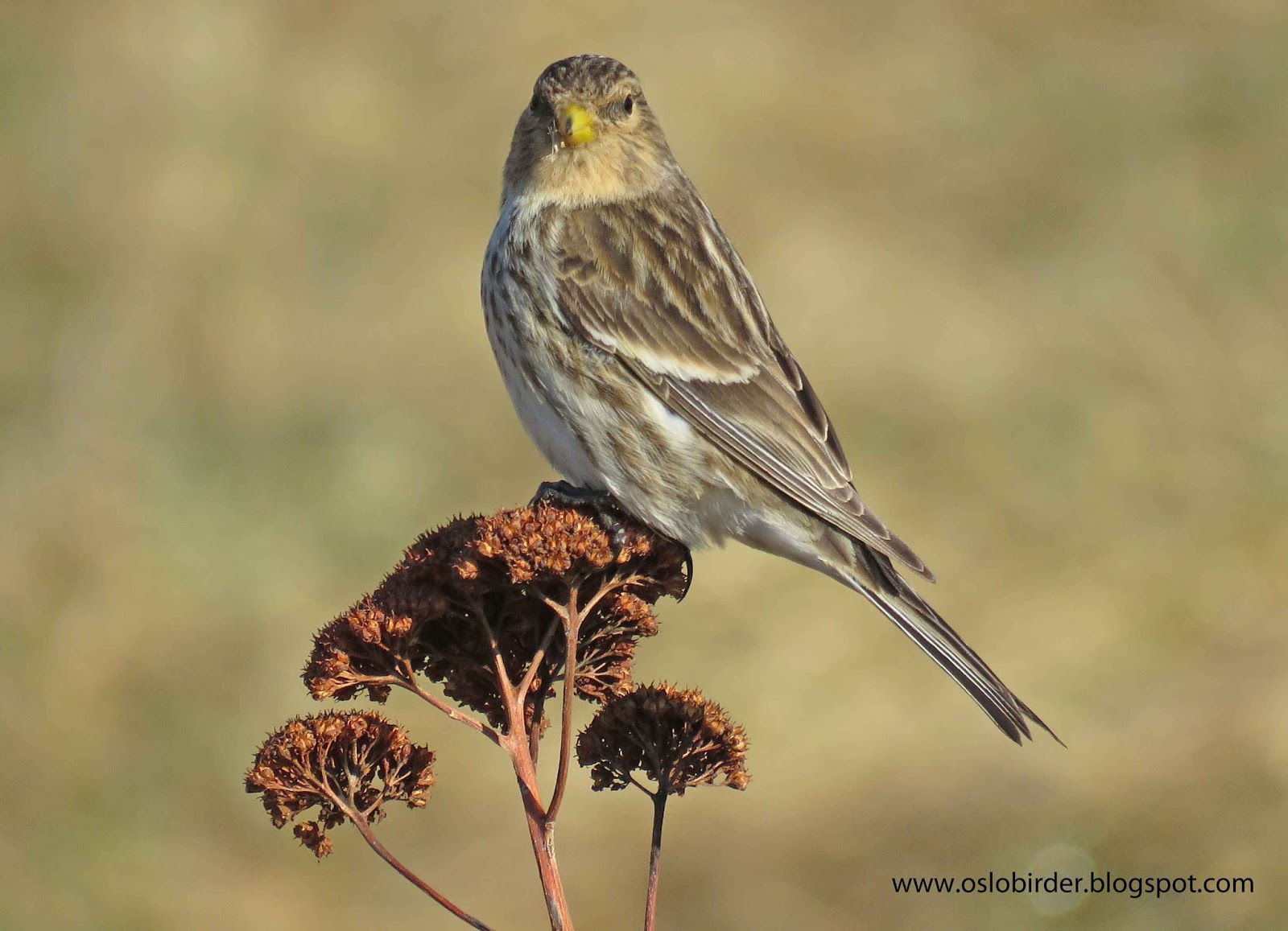 OSLO BIRDER: Twite in the sun