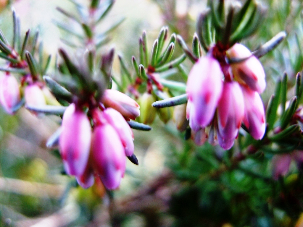 Kelli's Northern Ireland Garden: Irish Heather