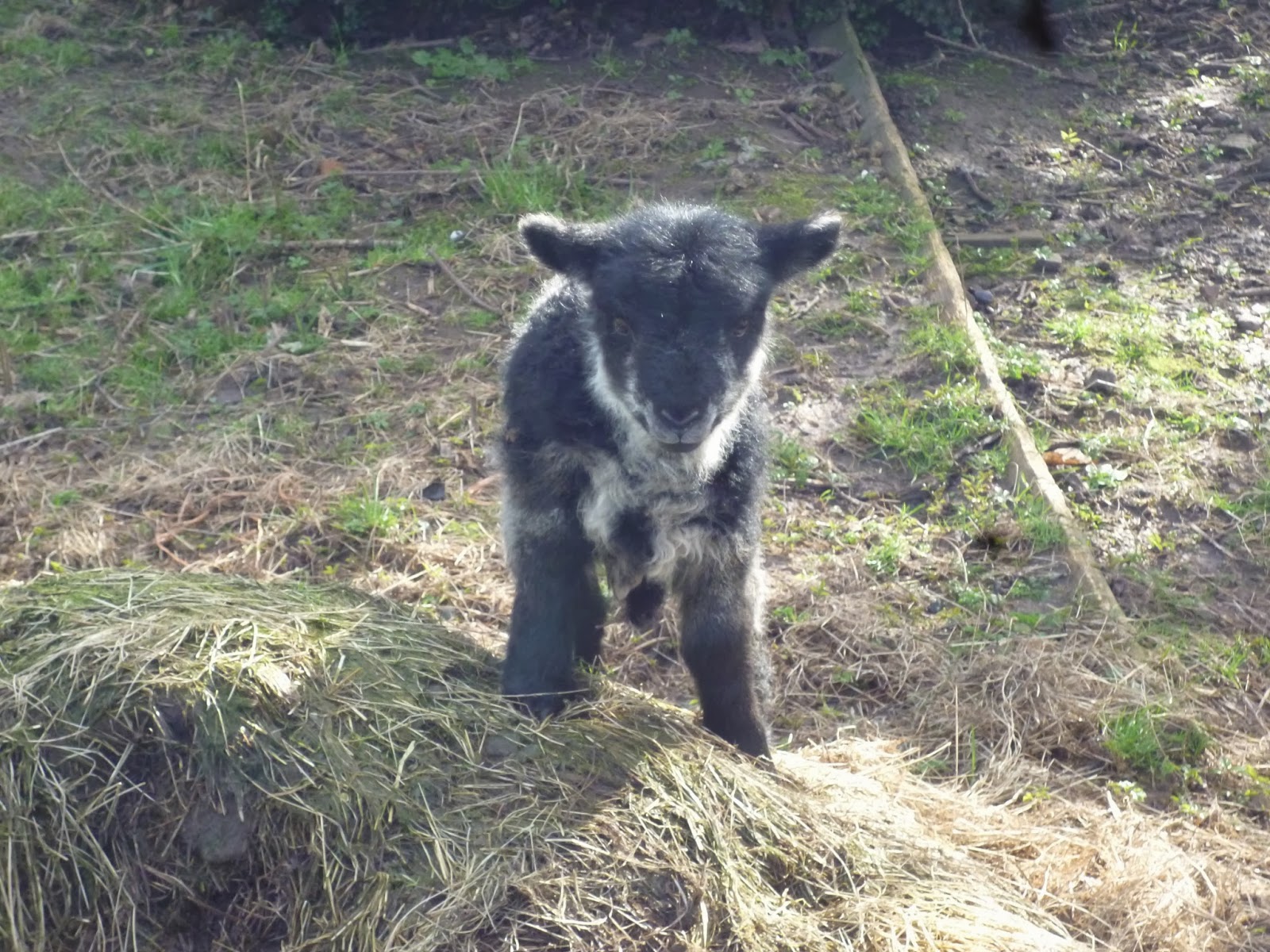 Little Mill Farm