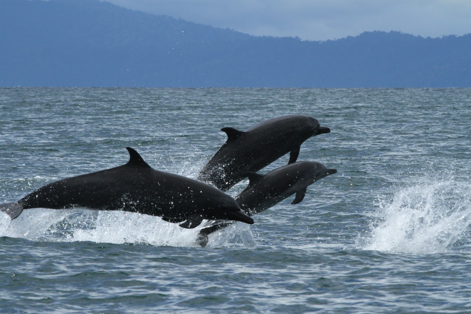 CEIC - Center for Cetacean Research of Costa Rica: Species