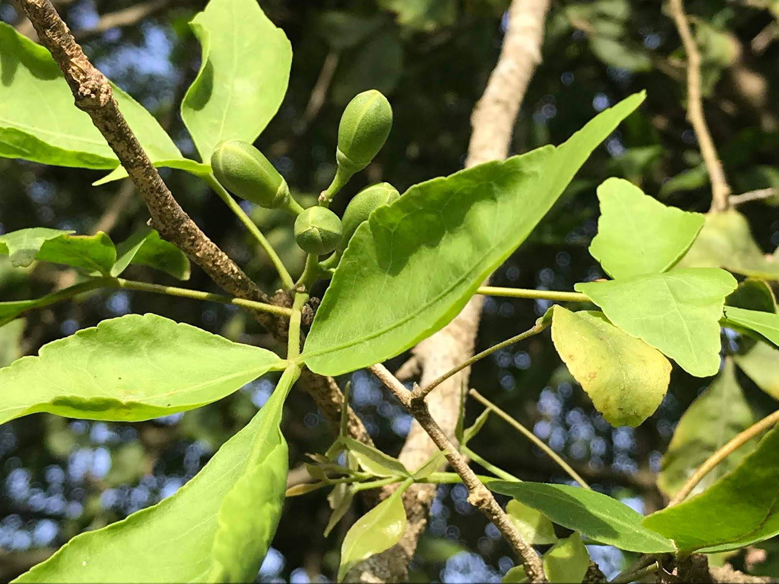 新/马草药自然医学: 孟加拉木蘋果( 木橘)～叶的功效和作用。Aegle marmelos traditional benefits ...