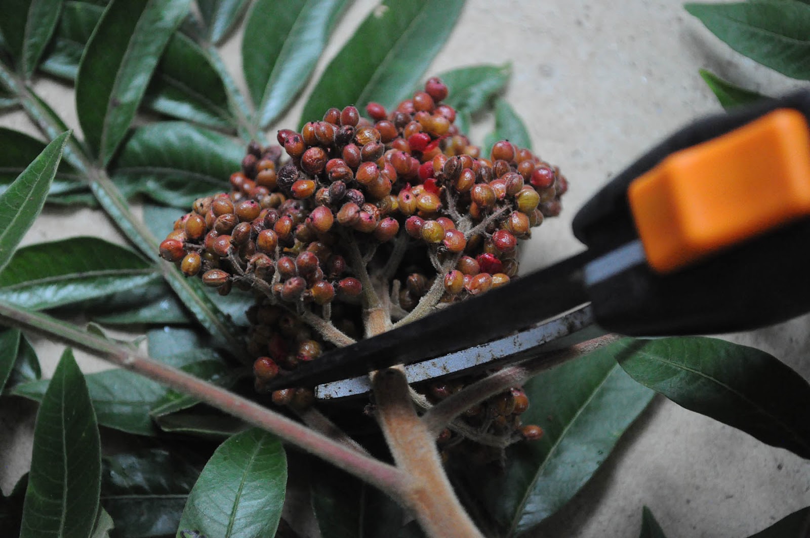 Pantry Keeping: Fall Foraging: Edible Sumac
