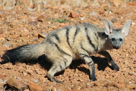 Aardwolfs Animals | Amazing Facts & Latest Pictures | The Wildlife