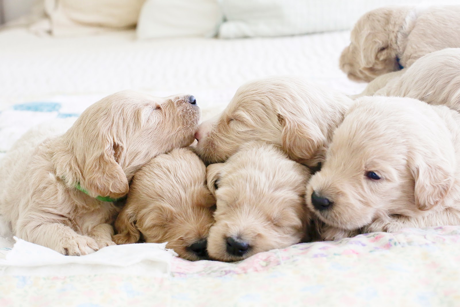 Faithful Doodles: Piper & Jasper's 3 Week Old F1 English Goldendoodles ...