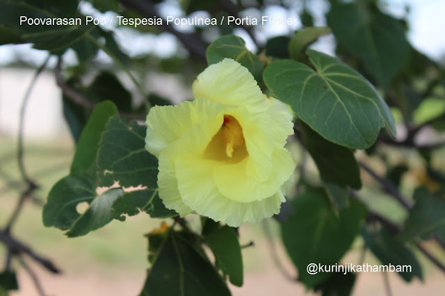 Flowers from My Cam: 35. Poovarasan Poo / Tespesia Populnea / Portia ...