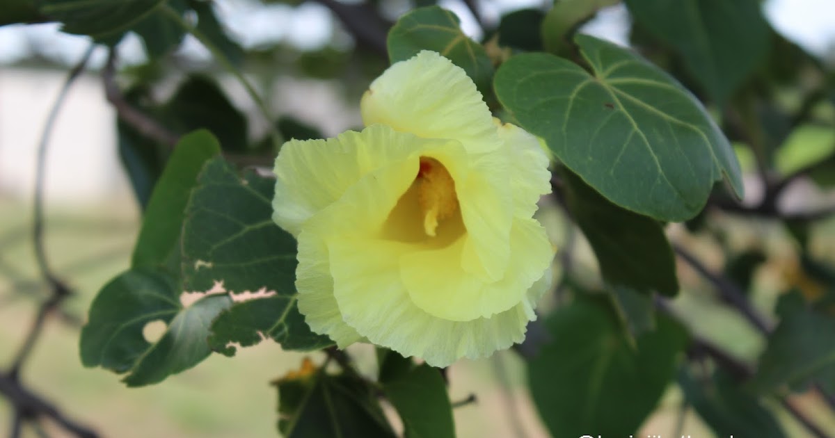 Flowers from My Cam: 35. Poovarasan Poo / Tespesia Populnea / Portia ...