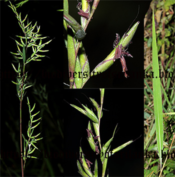 Biodiversity of Sri Lanka: කුරු කුඩා තණ [Kuru Kuda Tana] (Apluda mutica)