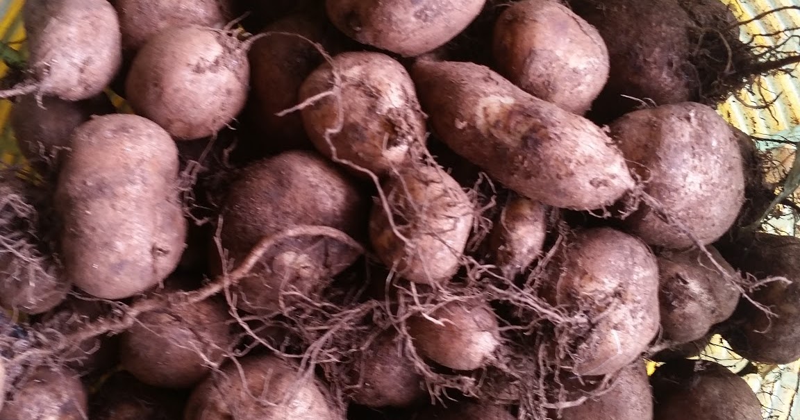 Warisan Petani: Tanaman Kentang Jembut