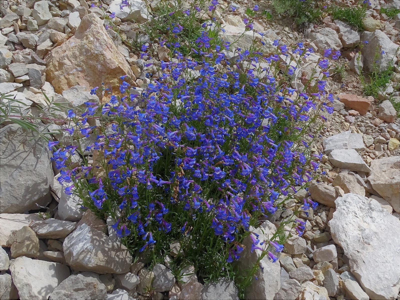Prairiebreak: An album with a floral few gems from Northwestern Wyoming ...