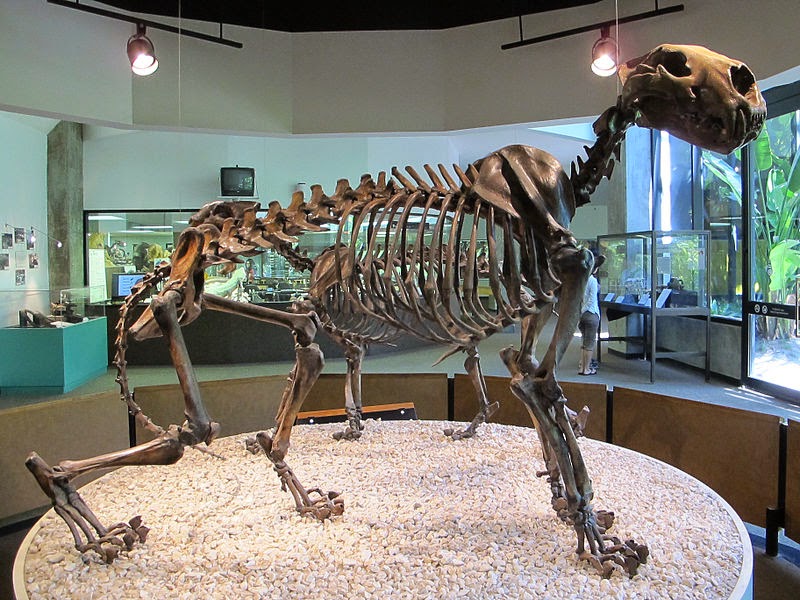 Life In The Cenozoic Era American Lion Panthera Leo Atrox life-in-the-cenozoic-era-american-lion-panthera-leo-atrox