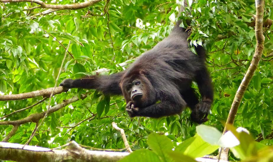 Ten Million Earthlings: Naturescape: Mantled Howler Monkey