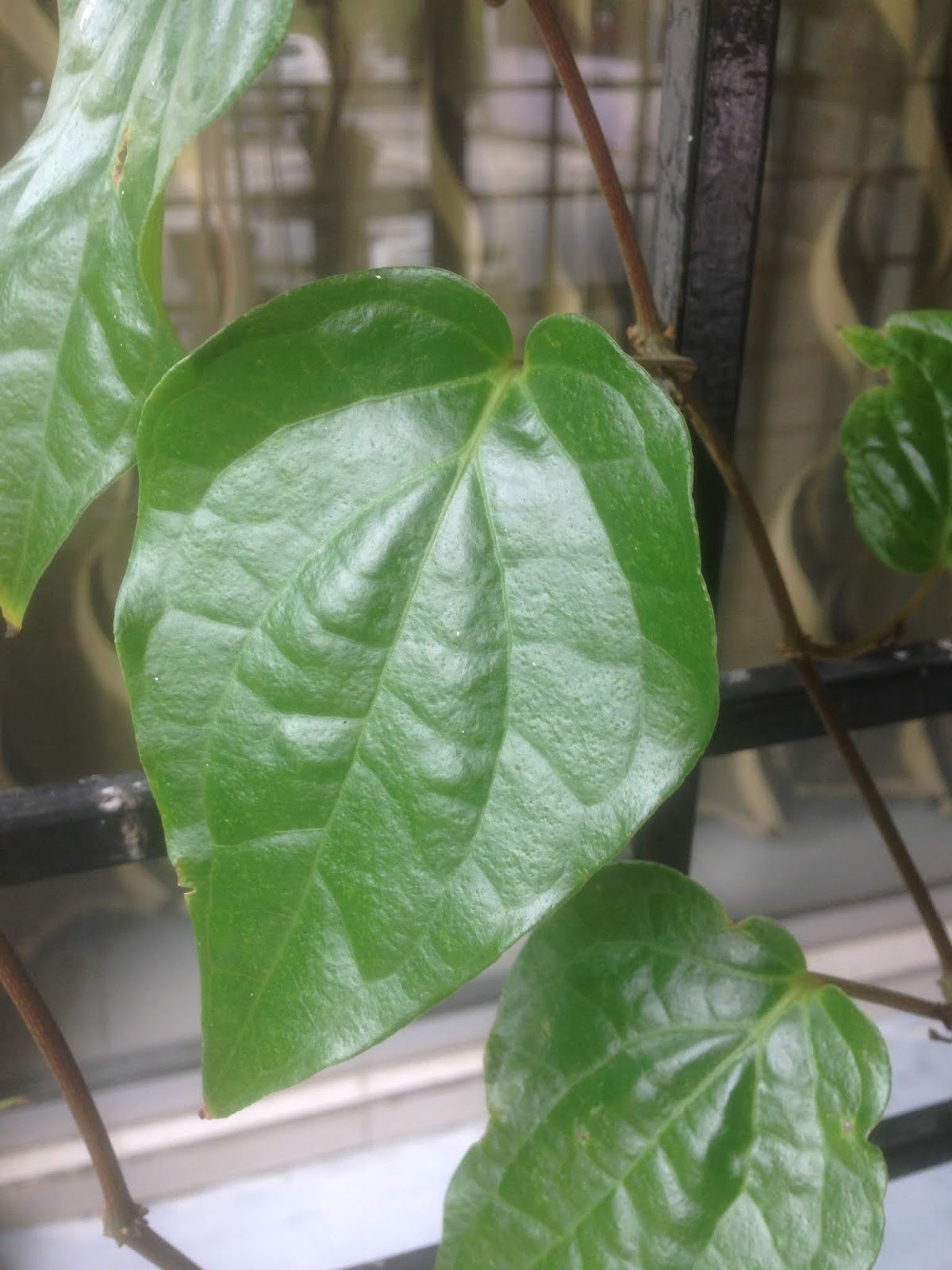 Jom Tanam Sayur ( JTS ) : Perbezaan Antara Daun Kaduk Dan Daun SirehJom ...