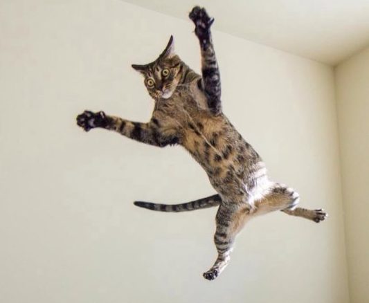 Film Inspector: The Flying Ninja Cat (Atia the cat)