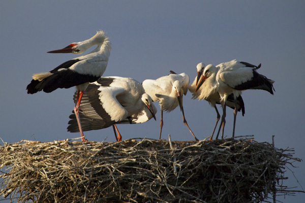 Estonian Nature Tours: Photographer Neil Aldridge visited Estonia