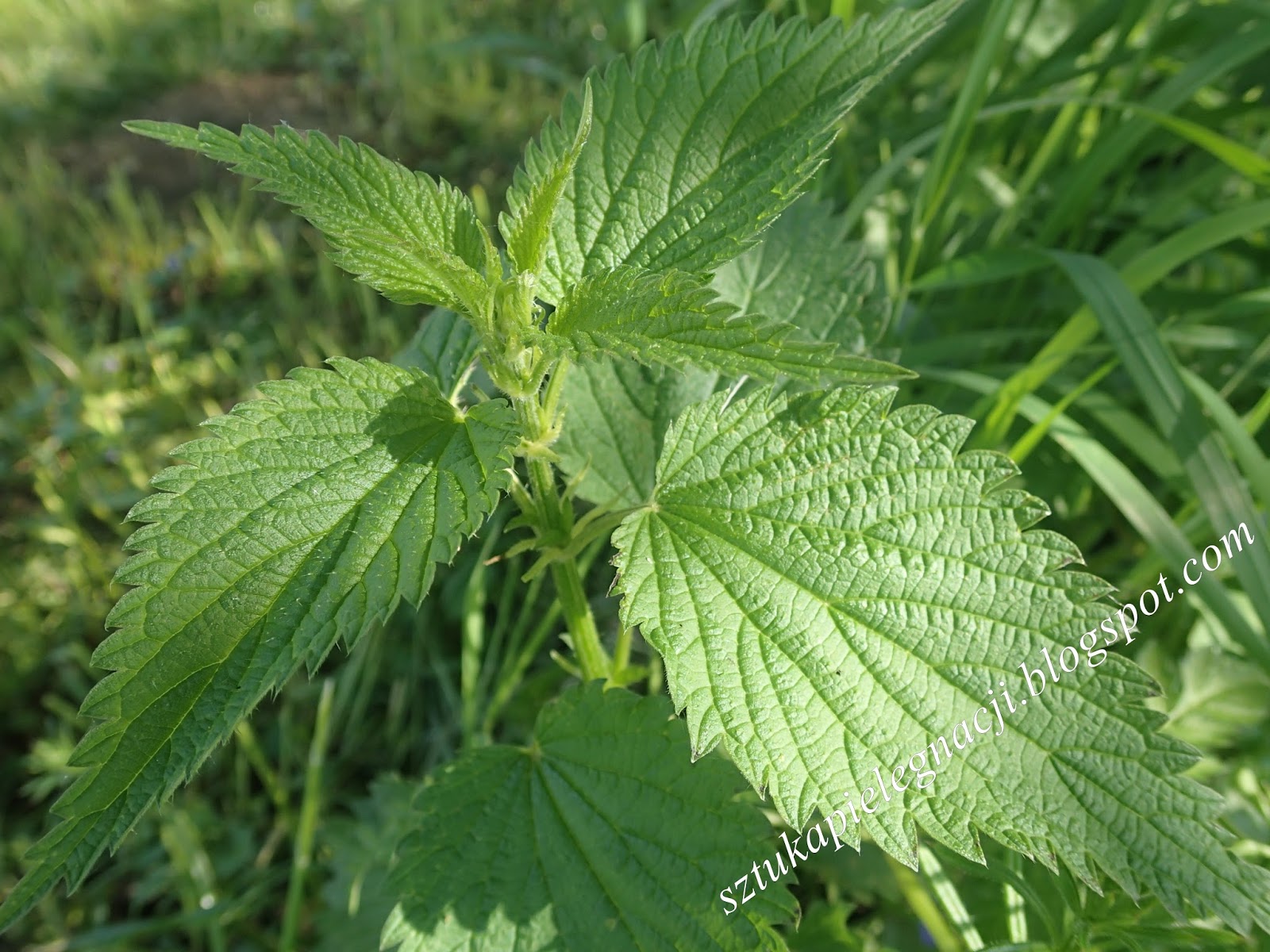 Perz, pokrzywa, mlecz czyli chwasty, które leczą!