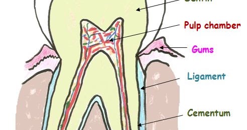 Root Canal Treatment
