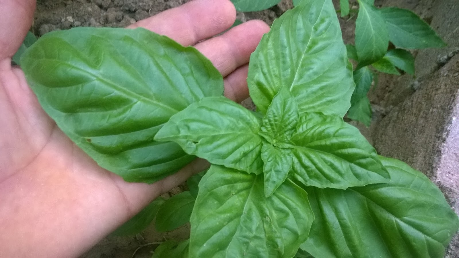 My Basil Photos