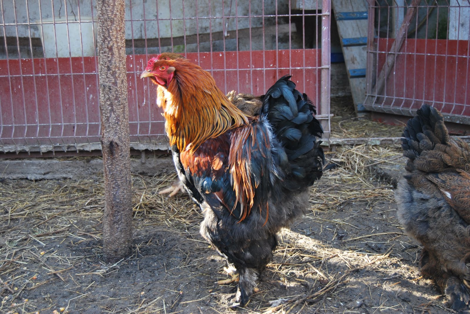 GAINI BRAHMA