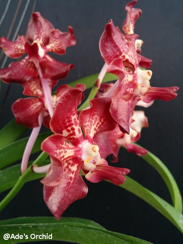 Ade's Orchid: Vanda merrillii x Doctor Anek